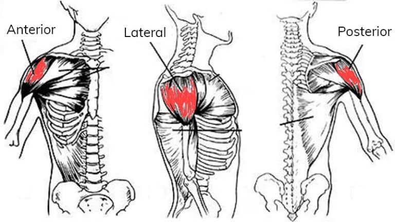Best Shoulder Workout - SuperHuman Fitness